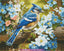 Bluejay Spring